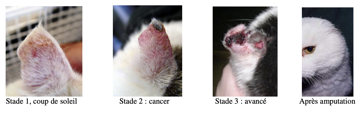 Carcinome epidermoïde oreilles blanches chez le chat - Vetérinaire à ...